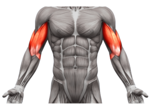 Dumbbell Waiter Curls - How to Perform and Benefits | Fitness Drum